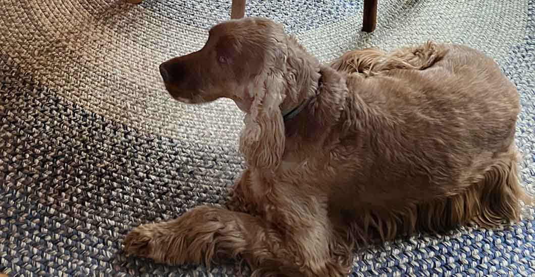 Why Pets (and Pet Parents) Love Rhody Rug